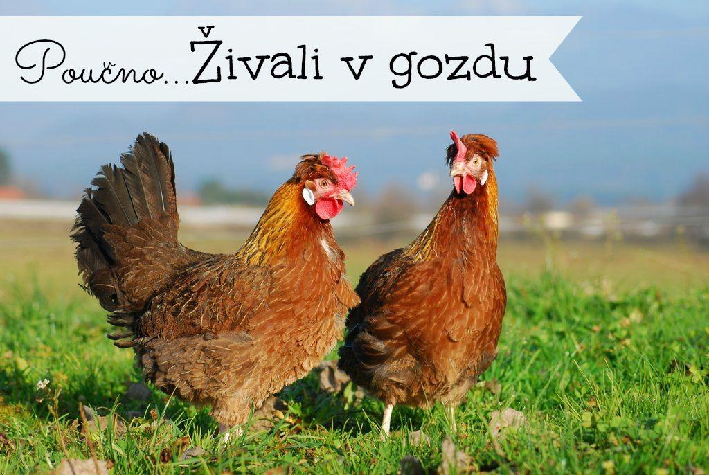 Pravljica- Živali v gozdu - Varuška Živa